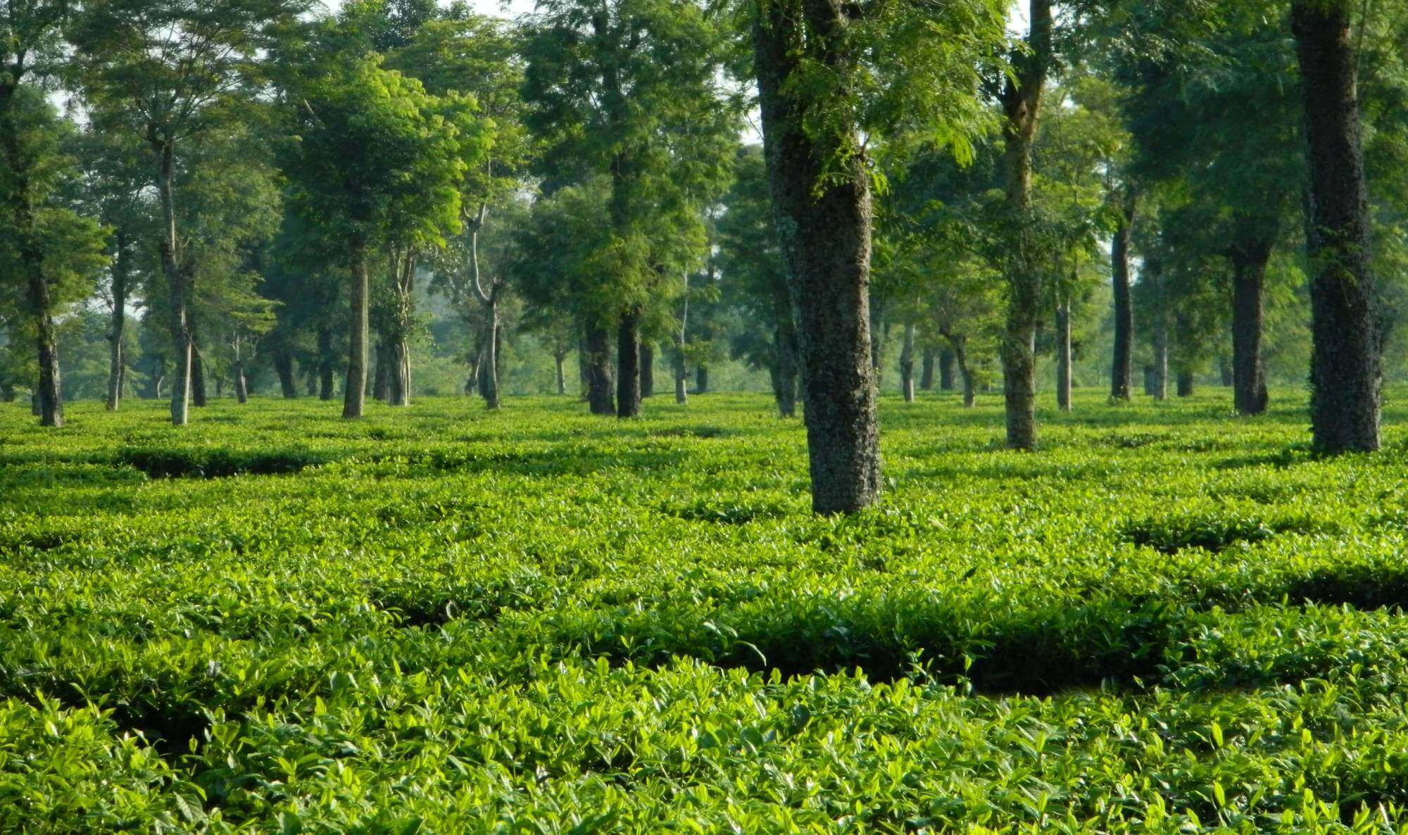 Hotel Oil Field – Luxury gets a new address.